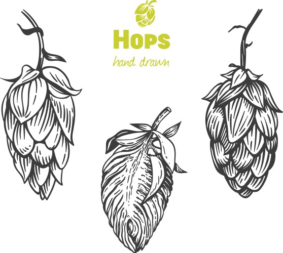 Hand drawing of a branch hops Royalty Free Vector Image