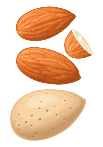 Almond Nut Vector Images (over 11,000)