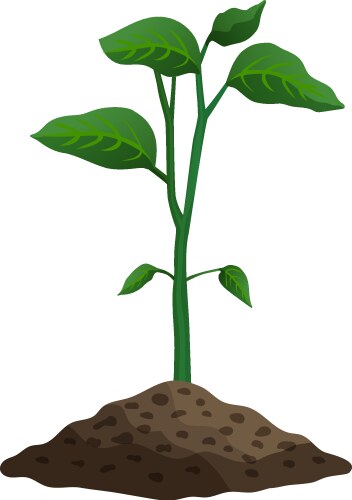 Pepper Tree Vector Images (over 1,300)