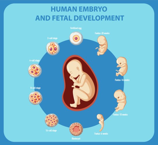 Development of the human embryo Royalty Free Vector Image
