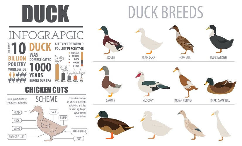 Duck Muscovy Breed Vector Images (12)