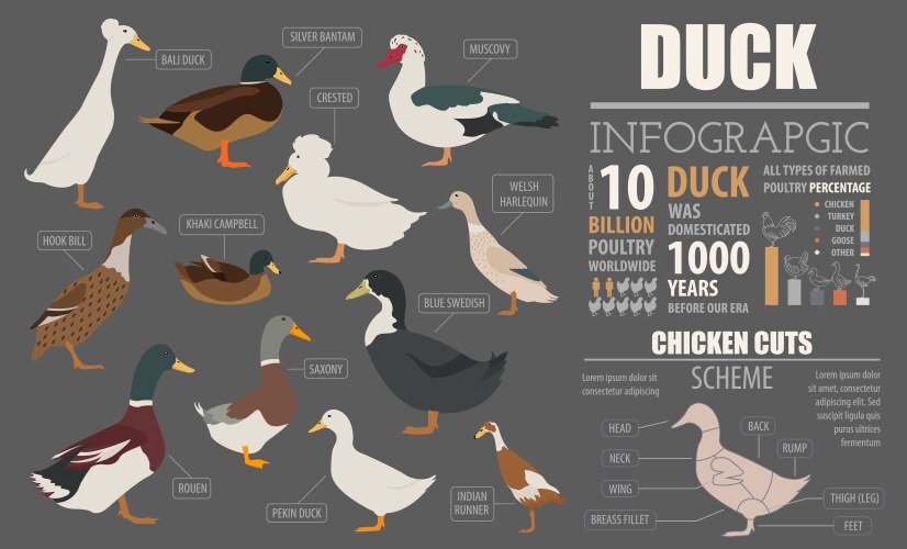 Poultry farming infographic template duck Vector Image