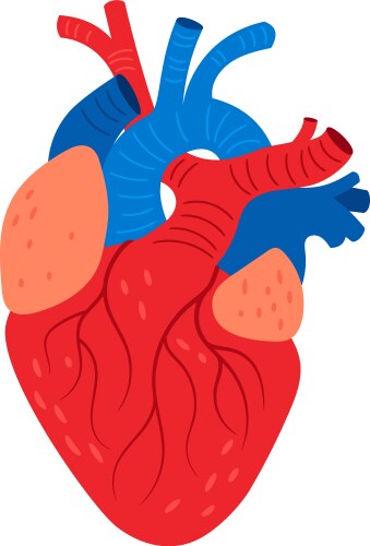 Anatomical Heart Cartoon Vector Images (over 1,800)