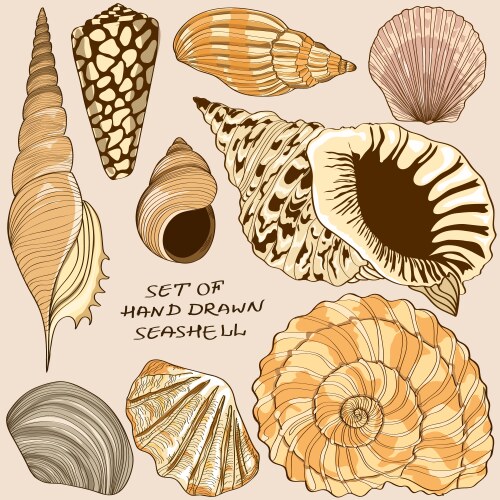 Set of beautiful sea shells Royalty Free Vector Image