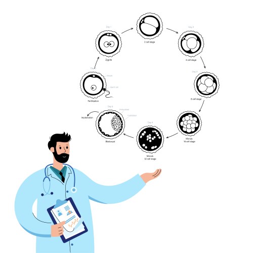 Diagram of Egg Cell Vector Images (over 300)