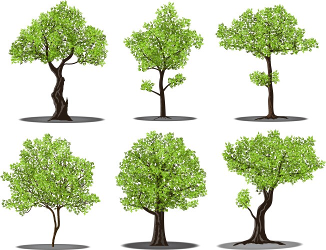Maple tree on white Royalty Free Vector Image - VectorStock