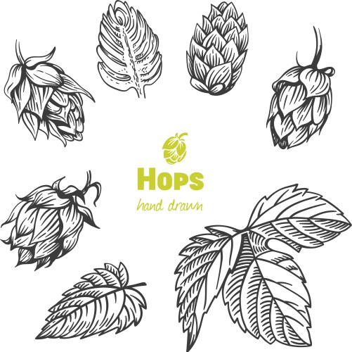 Hops Vector Images (over 52,000)