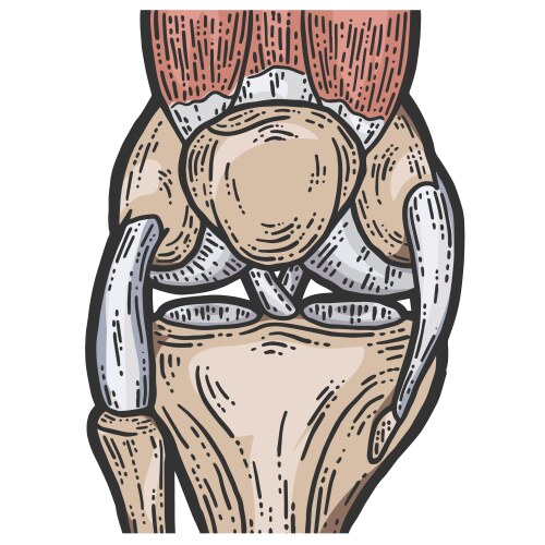 Anatomy knee joint cross section showing Vector Image