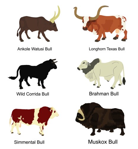 Rustic Bull Buffalo Logo Royalty Free Vector Image