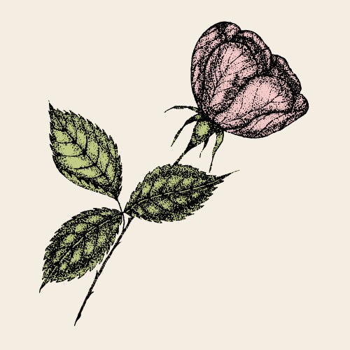 Wild rose flowers drawing and sketch Royalty Free Vector