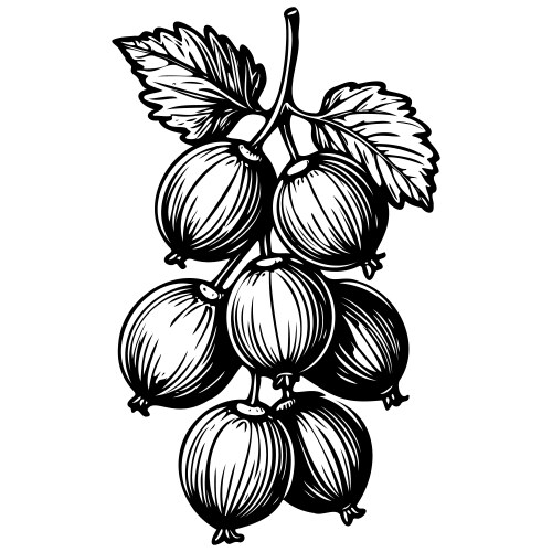 Realistic indian gooseberry sketch Royalty Free Vector Image