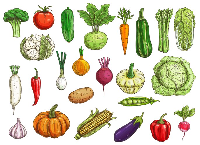 Exotic vegetables beans and tubers sketches Vector Image