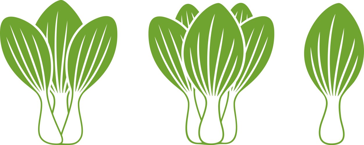 Bok choy vegetable isolated coloring page Vector Image