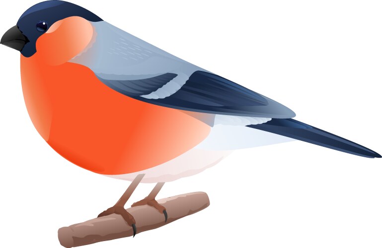 Bullfinch Vector Images (over 6,000)