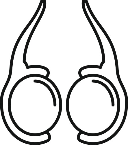 Male Reproductive Testes Diagram Vector Images (over 100)