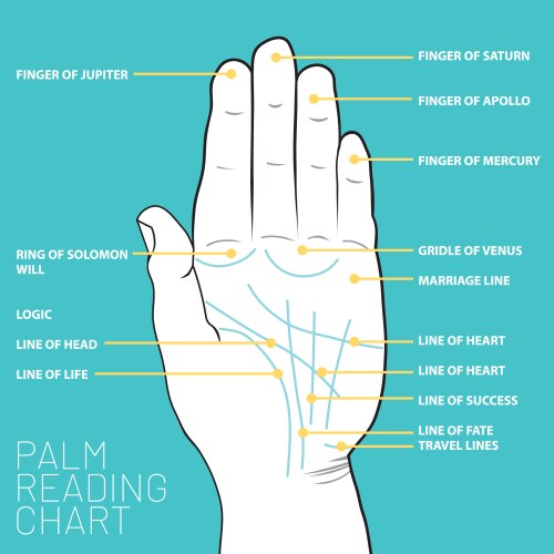Palm Reading Chart - Palmistry Map Royalty Free Vector Image