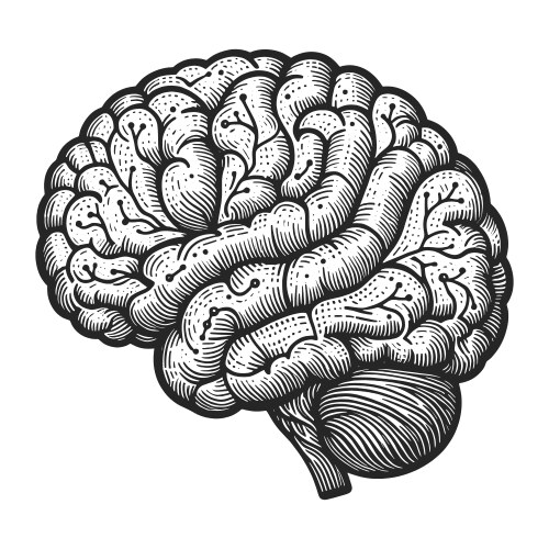Brain Vector Images (over 240,000)