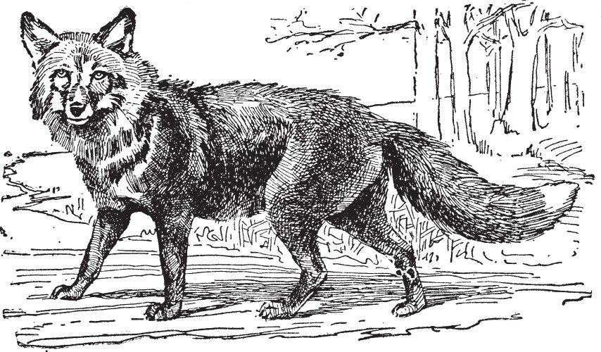 Fox Line Drawing Vector Images (over 6,100)