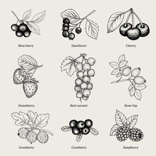 Collection of hand drawn sketched berries Vector Image