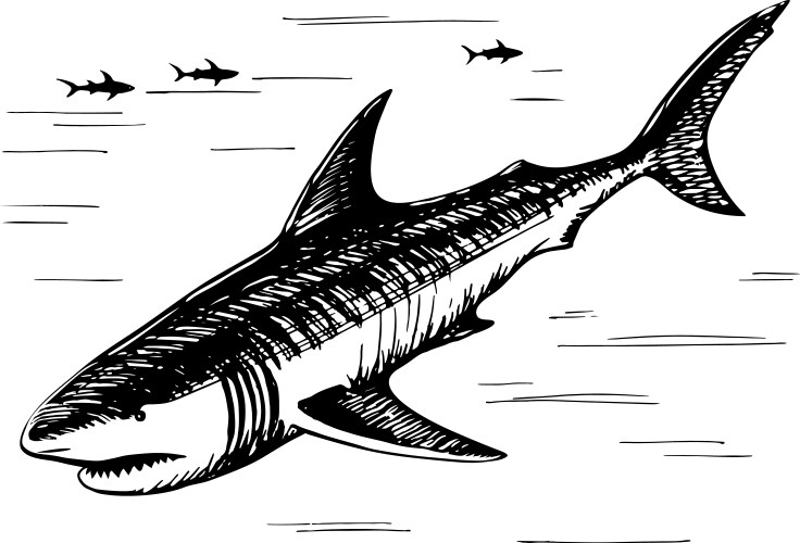 Shark Outline Drawing Vector Images (over 2,400)