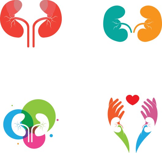 Kidney logo Royalty Free Vector Image - VectorStock