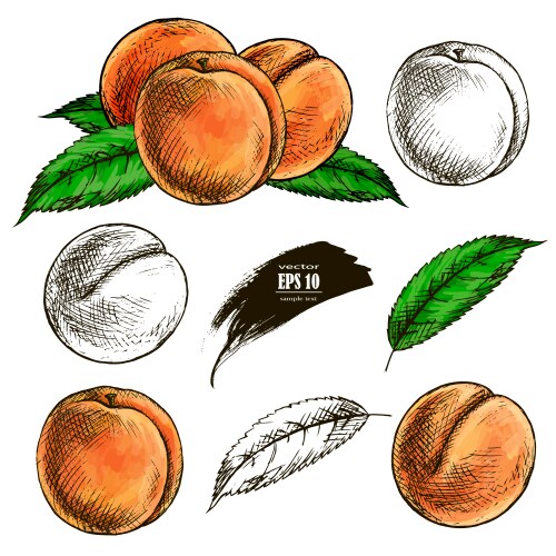 Peach Vector Images (over 39,000)
