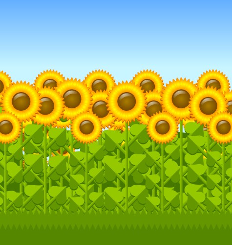 Sunflower field Royalty Free Vector Image - VectorStock