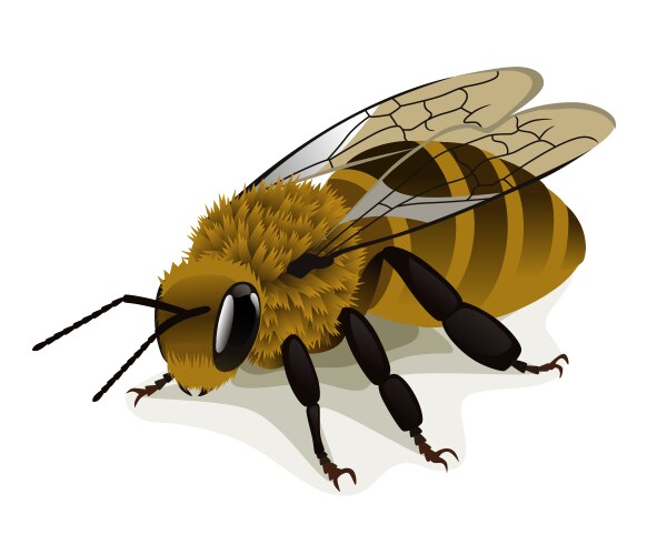 Worker Bee Vector Images (over 5,600)