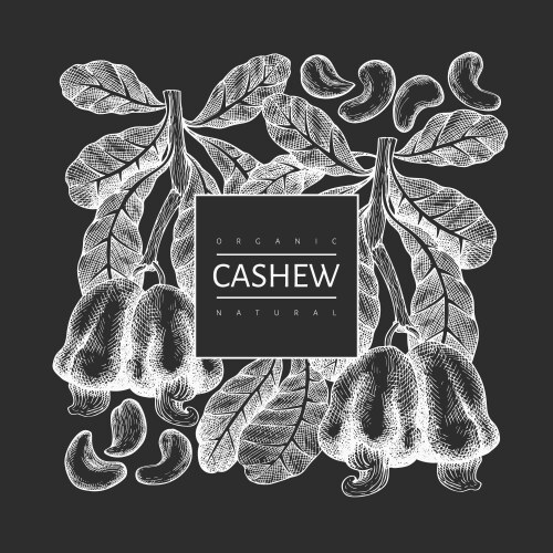Hand drawn sketch cashew design template organic Vector Image