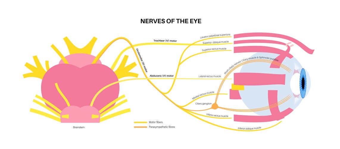 Motor nerves of the eye Royalty Free Vector Image