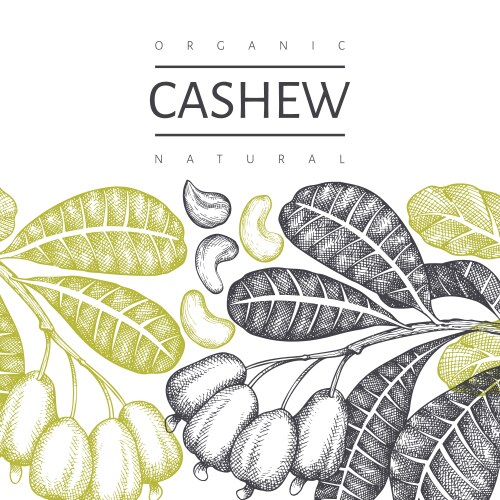 Hand drawn sketch cashew design template organic Vector Image