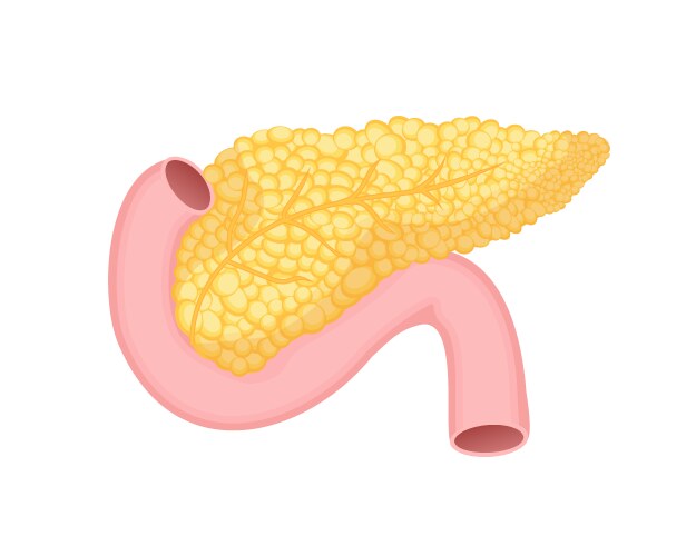 Detailed Pancreas Anatomy Diagram – Royalty-Free Vector | VectorStock