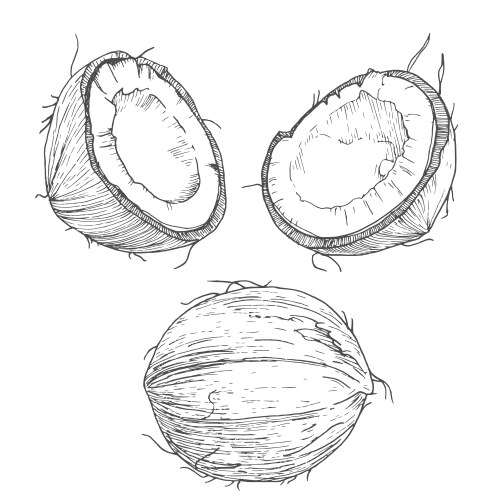 Hand drawn coconuts vintage pen and ink etching Vector Image