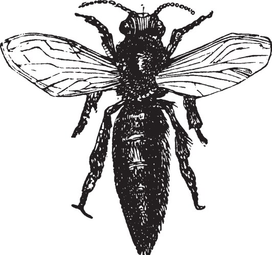 Honey bee vintage drawing hand drawn Royalty Free Vector