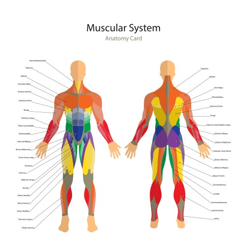 Human Muscle Anatomy Chart – Royalty-Free Vector | VectorStock