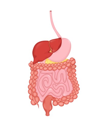 Healthy Appendix Cartoon Vector Images (over 180)