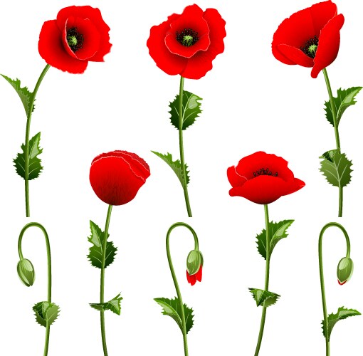 Poppies background Royalty Free Vector Image - VectorStock