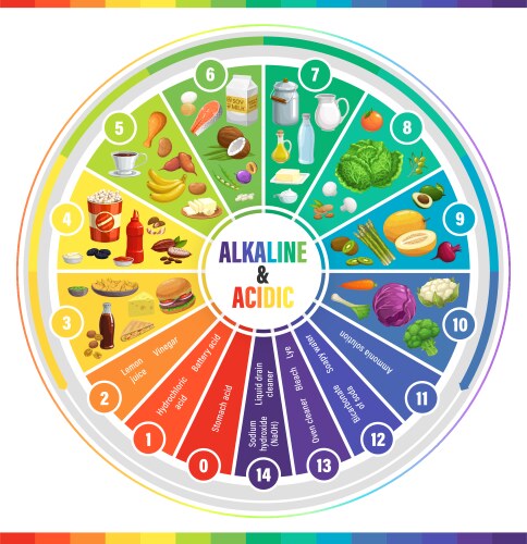 Ph scale indicator chart diagram acidic alkaline Vector Image