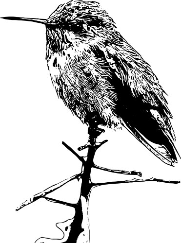 Hummingbird Outline Vector Images (over 2,900)