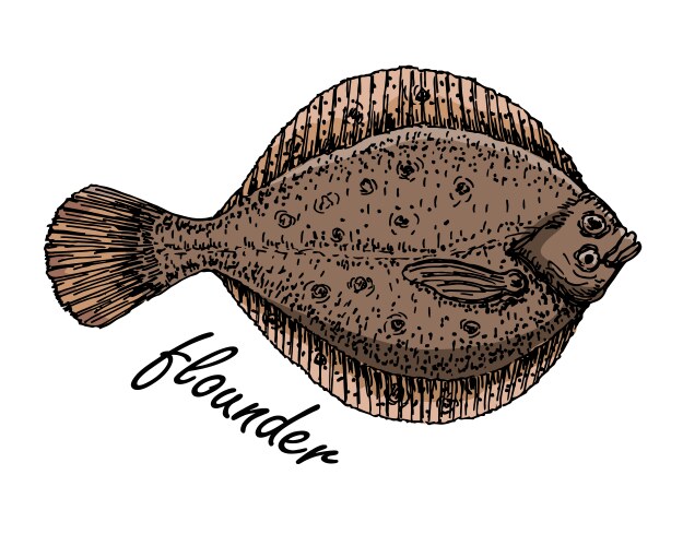 Ink sketch of flounder Royalty Free Vector Image