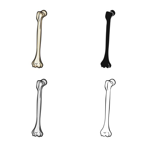 Structure humerus bone with name Royalty Free Vector Image