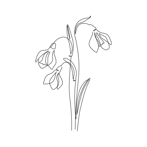 Snowdrop Line Drawing Vector Images (over 370)