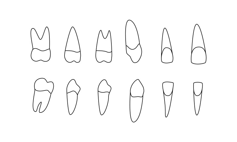 Human Teeth Diagram Vector Images (over 400)