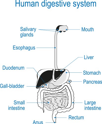 Digestive System Diagram Vector Images (over 3,000)
