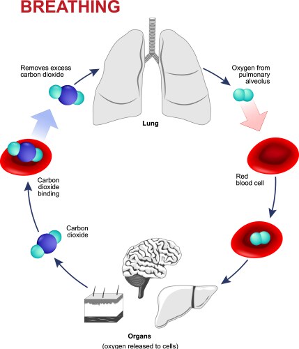 Breathing Vector Images (over 66,000)