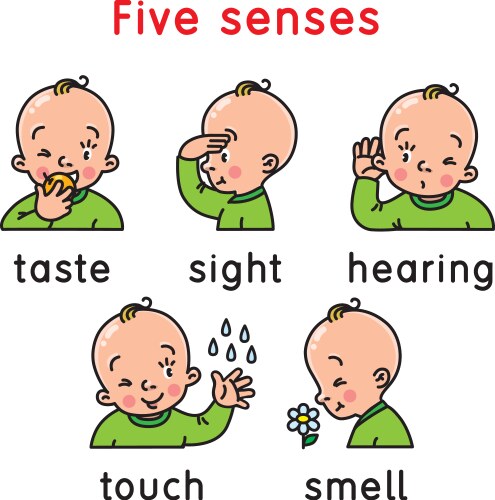 Cartoon five senses Vector Images & Graphics for Commercial Use ...