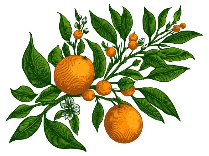 Citrus Fruit Vector Images (over 85,000)