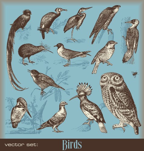 Birds Royalty Free Vector Image - VectorStock