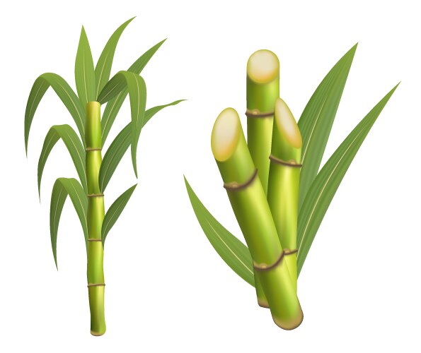 Crop stages sugarcane growing sugar cane plant Vector Image