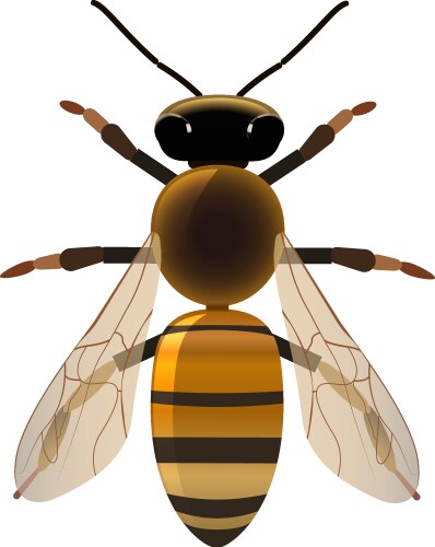 Golden Bee Vector Images (over 5,800)